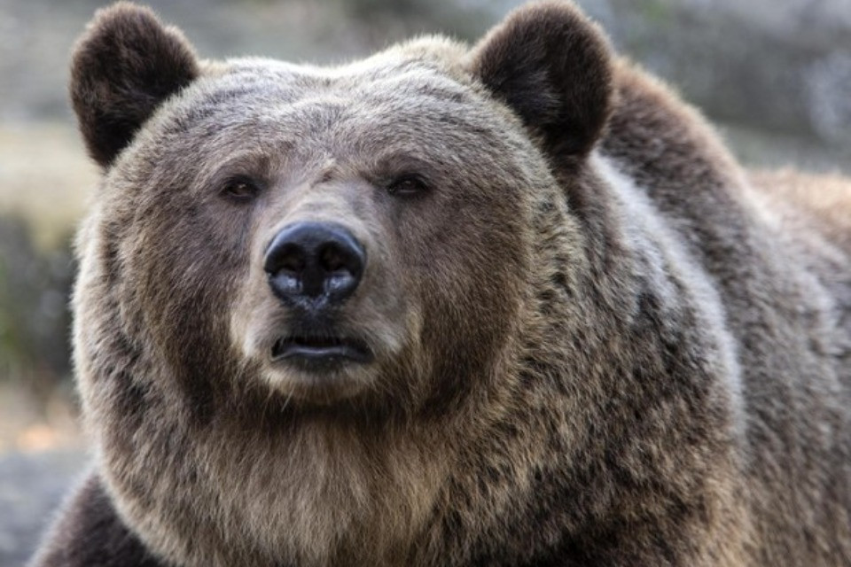 Identificata l'orsa che ha ucciso il runner in Trentino: aveva già ...