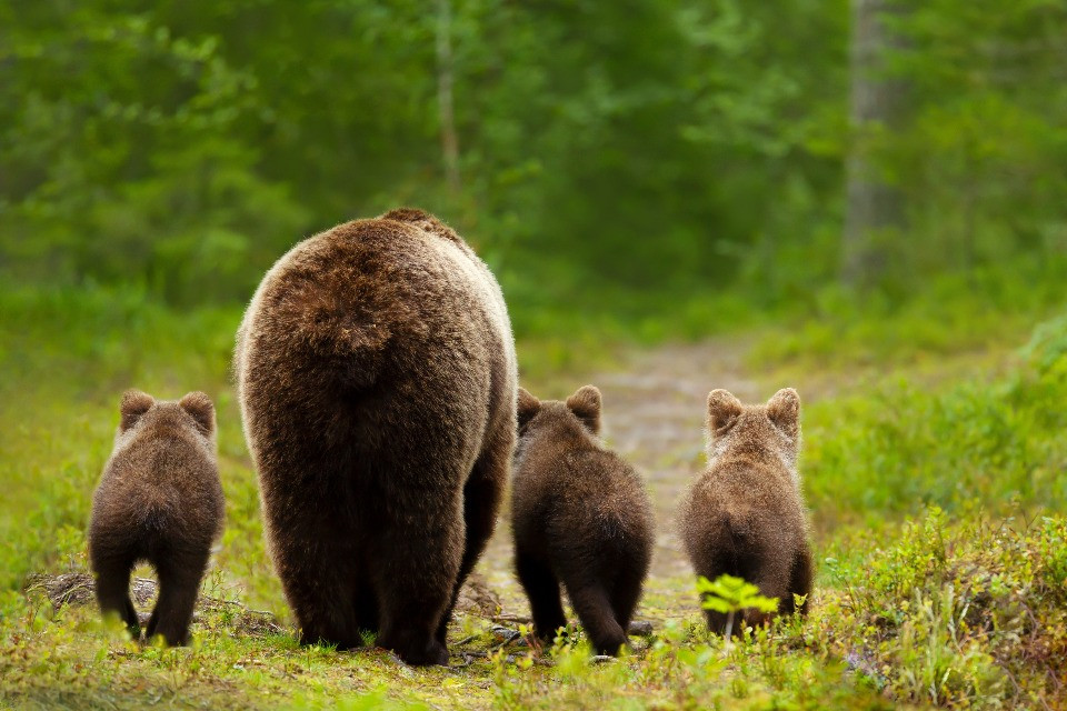 Orsi in Trentino, l'Oipa presenta dodici proposte per la gestione