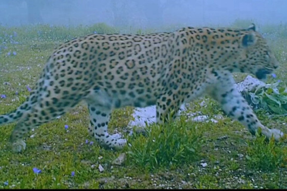Il leopardo anatolico è ancora vivo: dopo 4 anni, fotografato un esemplare