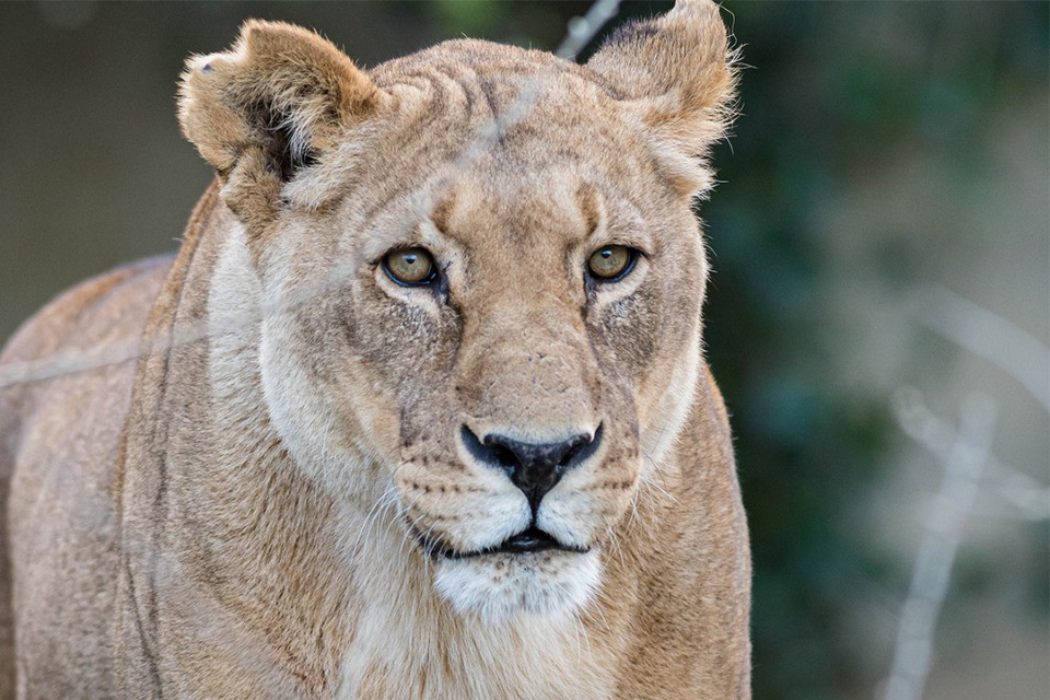 Muore la leonessa più anziana dello zoo di Basilea