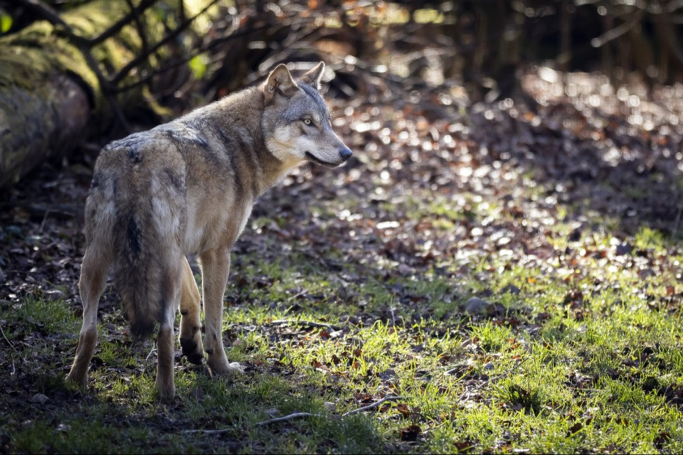 «Abbattimento dei lupi, serve un cambio di passo»