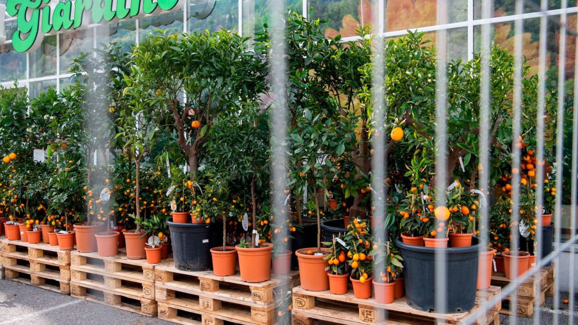 Nel Sopraceneri hanno (improvvisamente) tutti il pollice verde