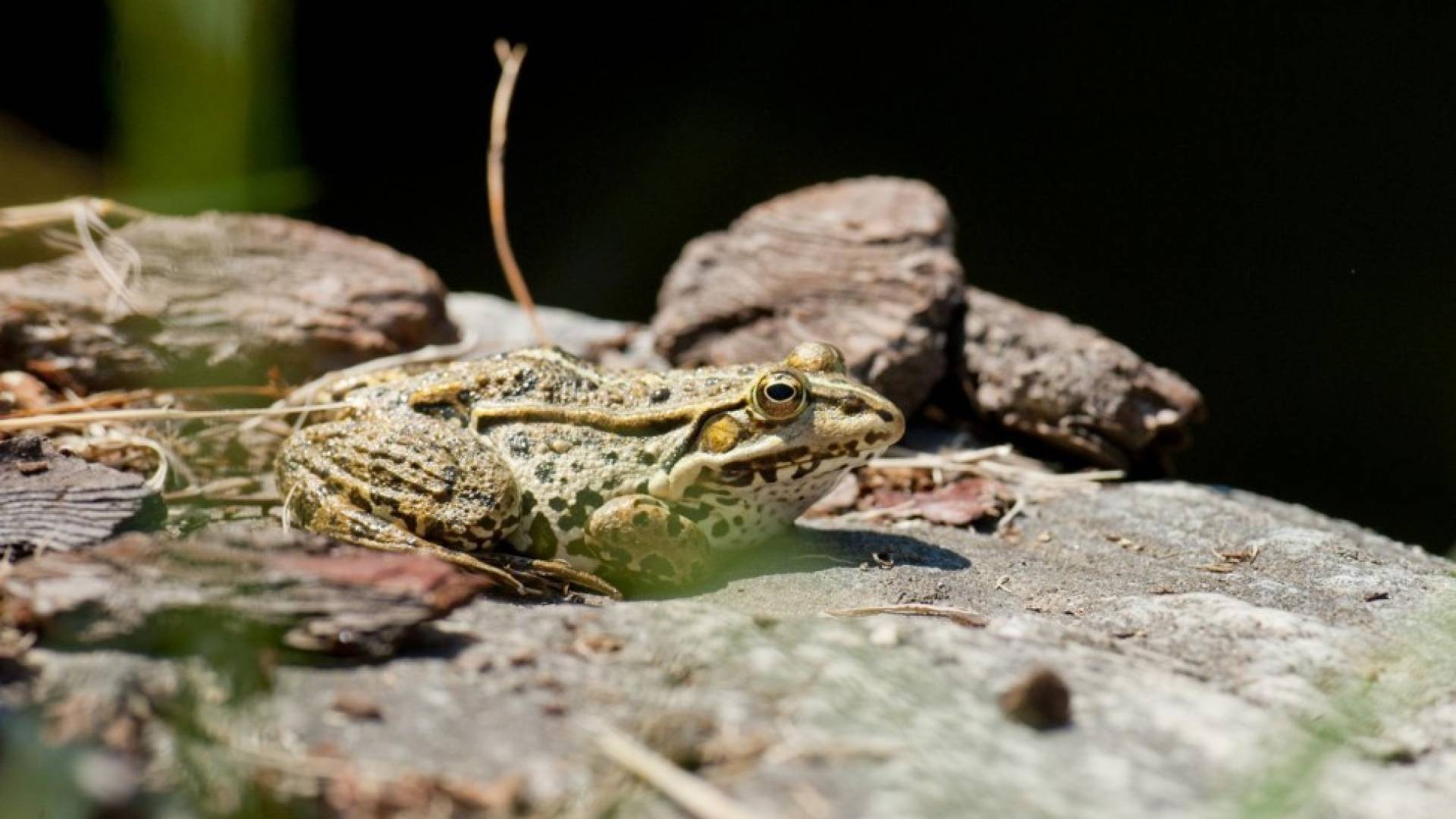 Aiutiamo gli anfibi a dribblare i pericoli