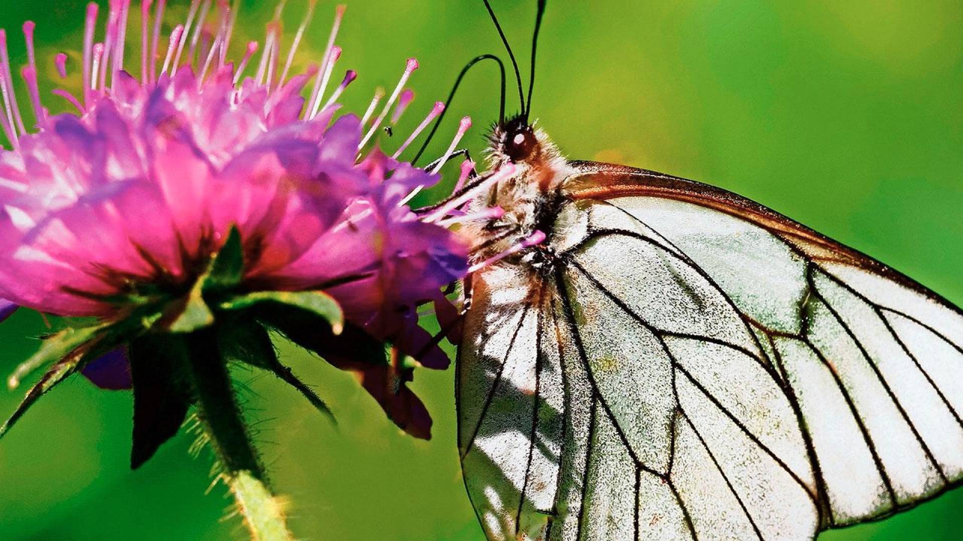 Una giornata nazionalepensata per gli insetti
