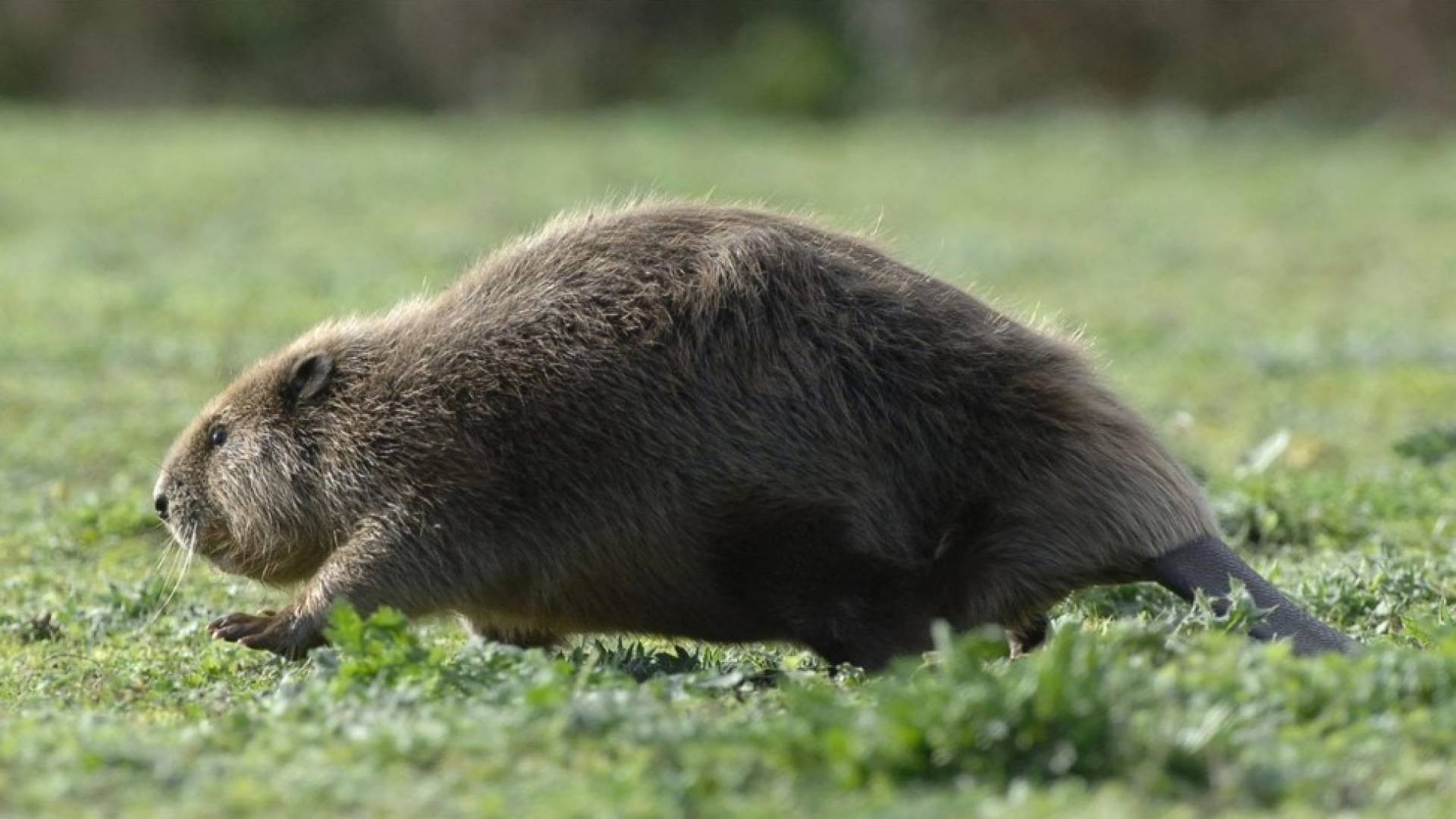 Strage di castori per salvare alberi pluricentenari