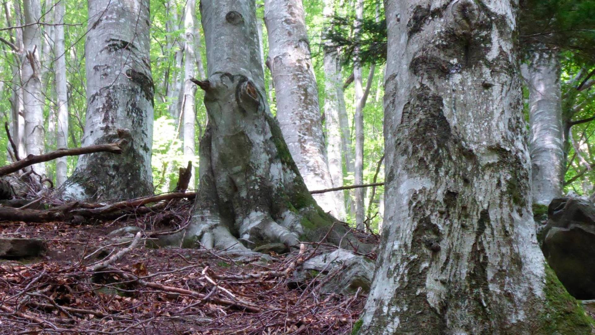 Alberi primordiali che ci renderanno famosi nel mondo