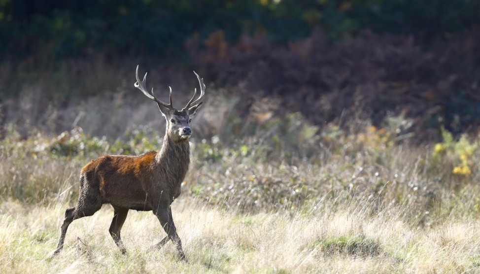 L'animale svizzero dell'anno è il cervo