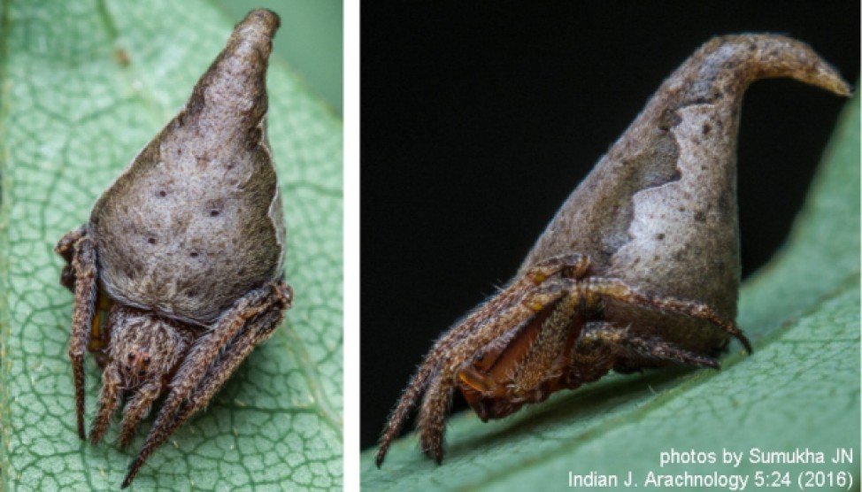 Ecco la top ten delle nuove specie, dal ragno "mago" al grillo rosa