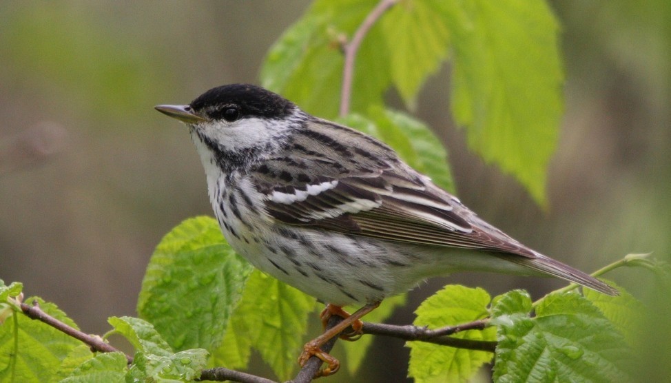 Scoperto il segreto dell'uccelino migratore