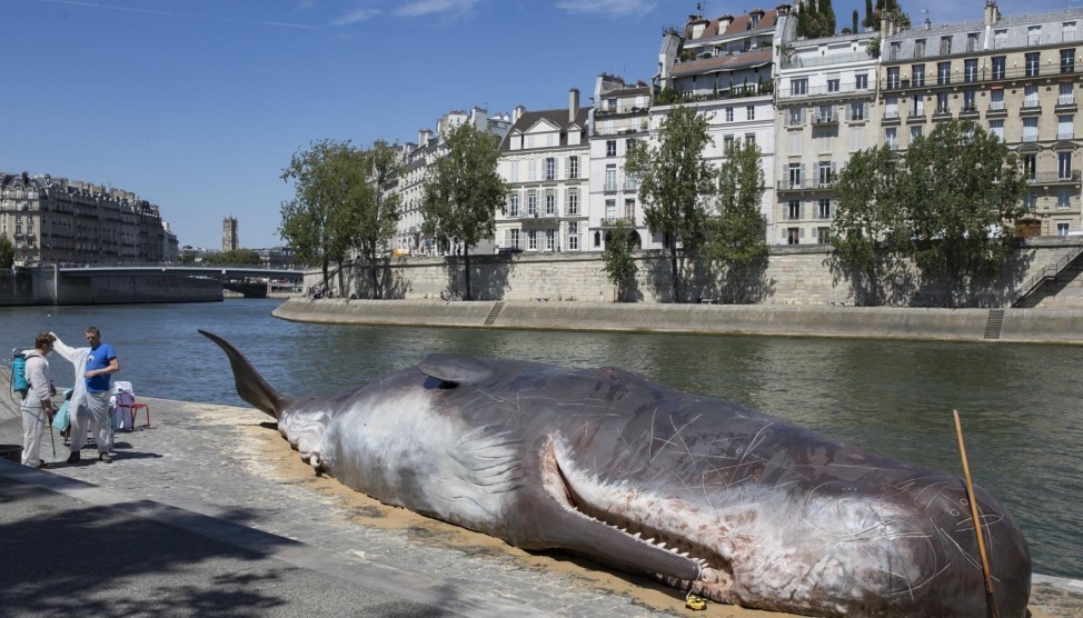 La balena scoperta sulla Senna