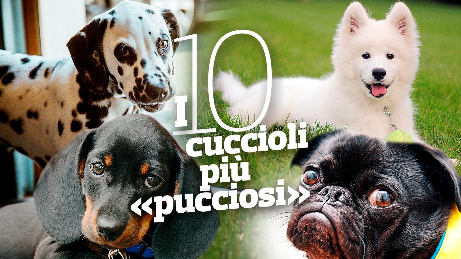 Cani, i dieci cuccioli più «pucciosi»