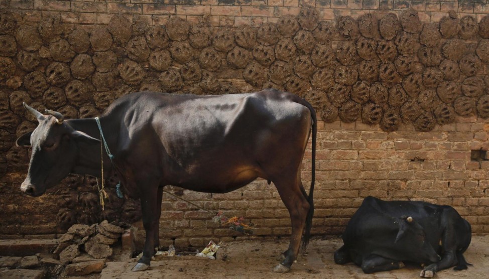 Cacca di mucca su Amazon: un successo