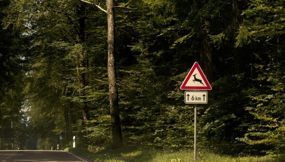 Attenzione: animali selvatici sulle strade
