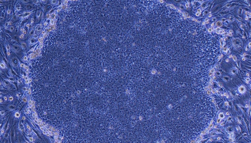 Presentasi Luca, l'antenato di tutti noi